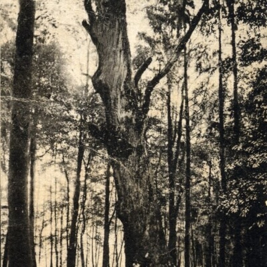 Haguenau : Autour du Gros-Chêne, une sortie proposée par la Société d ...